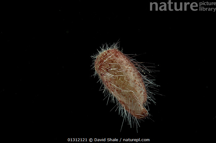 Stock photo of Deepsea Irregular echinoid / Sea urchin (Pourtalesia sp ...