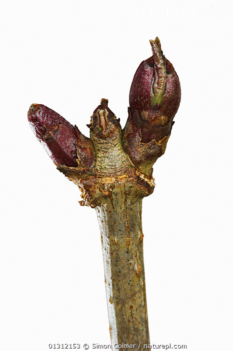 Stock photo of Elder twig (Sambucus nigra) and buds in winter, UK ...