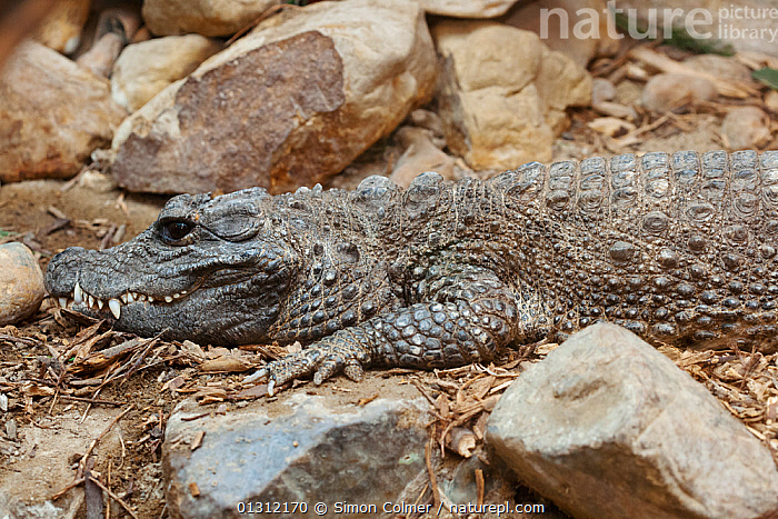 Stock photo of West African Dwarf Crocodile (Osteolaemus tetraspis ...
