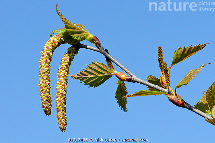 Stock photo of Pendulous male and erect young female catkins of Silver ...