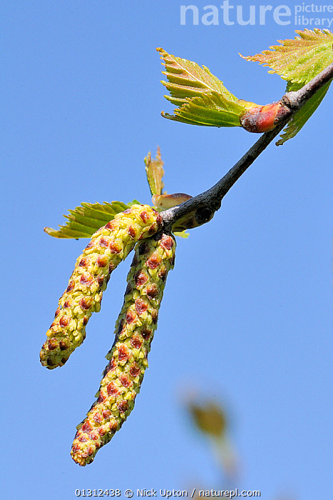Stock photo of Pendulous male catkins of Silver birch tree (Betula ...