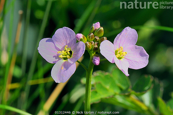 Stock photo of Close up of Cuckoo flower / Lady's smock (Cardamine ...