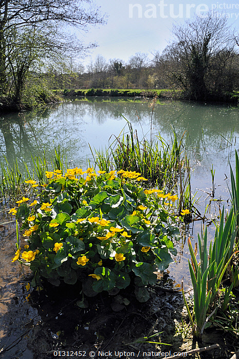Stock photo of Marsh marigold / King cup (Caltha palustris) clump ...