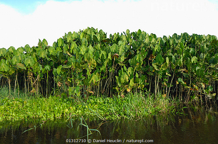 Stock photo of Moucou-moucou / Moko-moko (Montrichardia arborescens ...