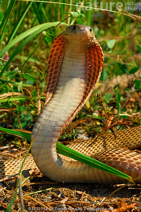 Stock photo of Philippines cobra (Naja naja philippinensis) with hood ...