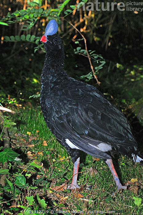 Stock photo of Northern helmeted curassow (Pauxi pauxi) male walking in ...
