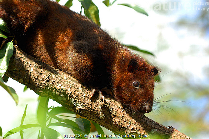 Stock photo of Southern giant slender-tailed cloud rat (Phloeomys ...