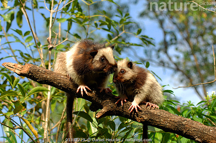 Stock photo of Northern luzon giant cloud rat (Phloeomys pallidus) with ...
