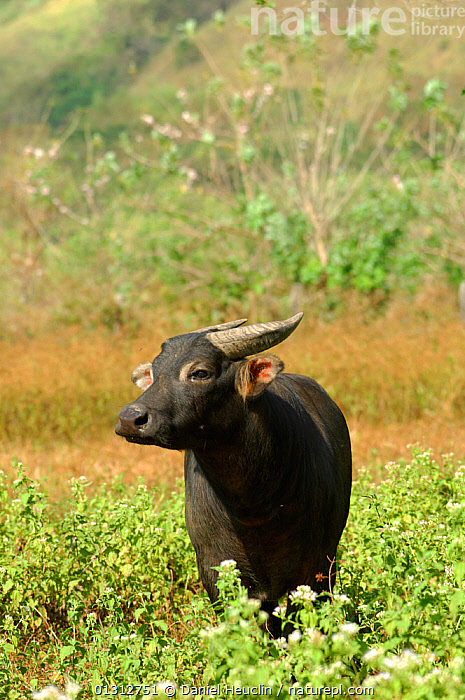Stock photo of Tamaraw/ Mindoro Dwarf Buffalo ( Bubalus mindorensis ...