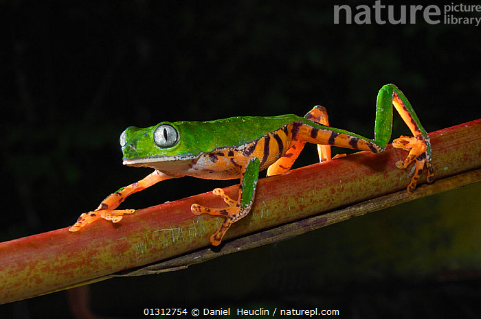 Stock photo of Tiger striped leaf / Monkey frog (Phyllomedusa ...