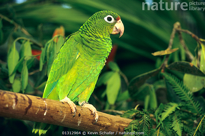 Stock photo of Puerto Rican Parrot, (Amazona vittata) Puerto Rico ...