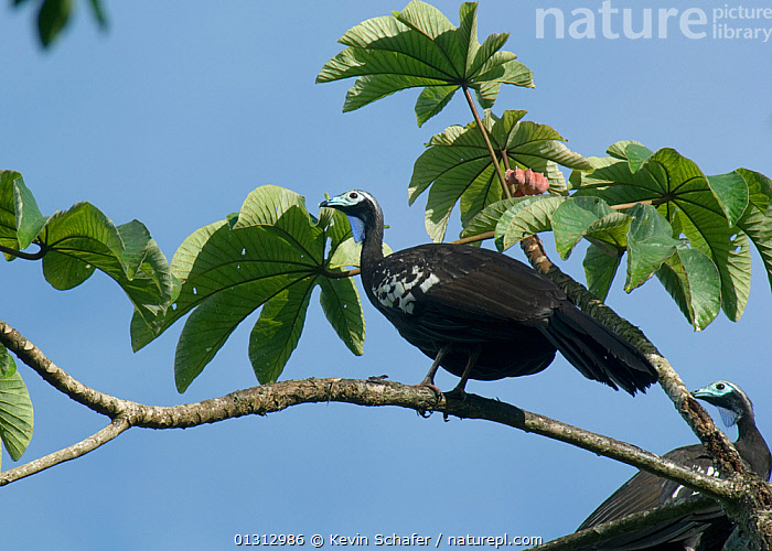Stock photo of Trinidad / Blue throated piping guans (Pipile pipile ...