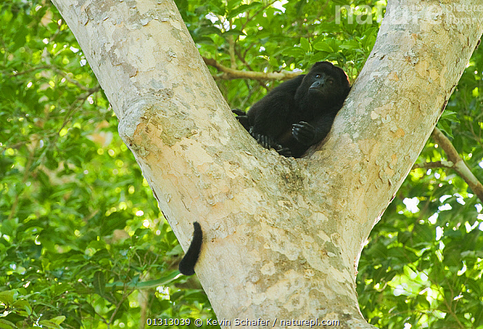 Stock photo of Guatamalan / Yucatan black howler monkey (Alouatta pigra ...