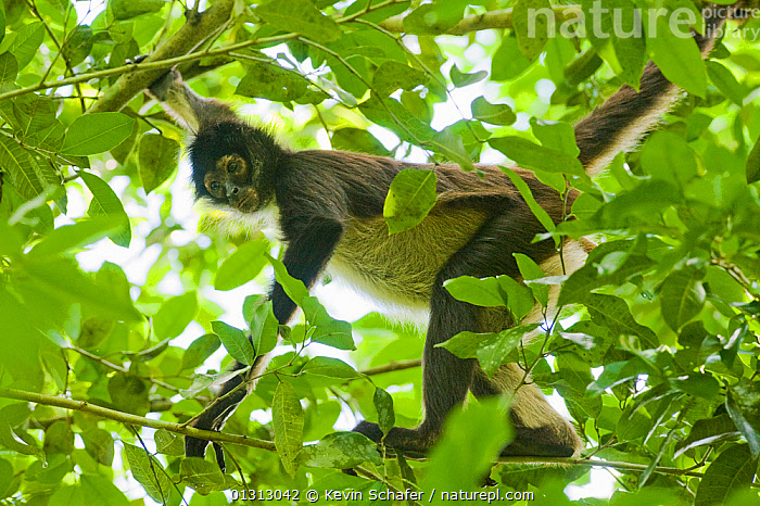 Stock photo of Yucatan Spider Monkey (Ateles geoffroyi yucatanensis) in ...