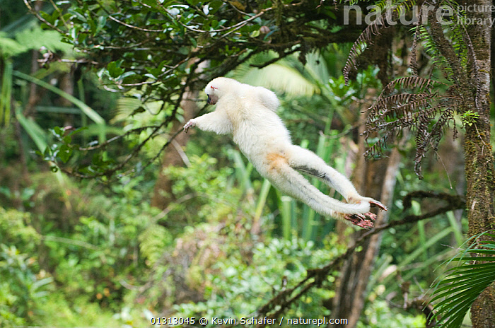 Stock photo of Silky sifaka (Propithecus candidus) leaping through tree ...