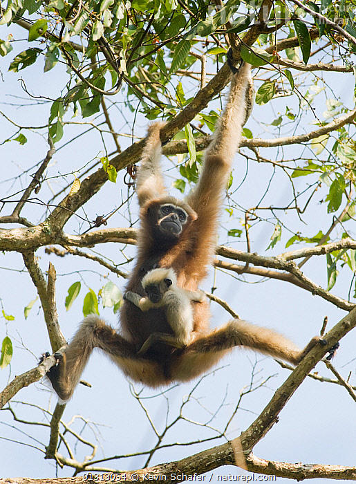 Stock photo of Western hoolock gibbon (Hoolock hoolock) female with ...