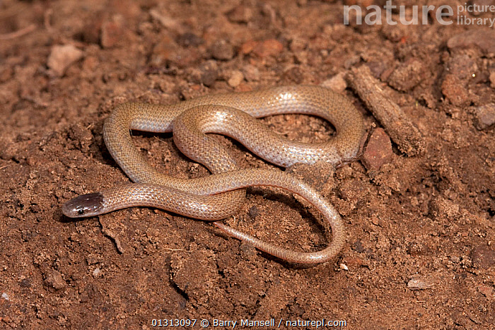 Stock photo of Smith's Black-headed Snake (Tantilla hovart smithi ...