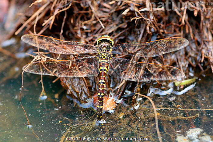 Stock photo of Common hawker dragonfly (Aeshna juncea) female egg ...