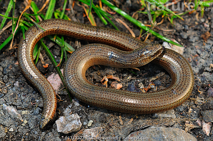 Stock photo of Slow Worm (Anguis fragilis) coiled on ground, at ...