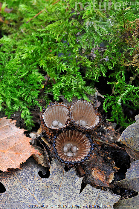 Stock photo of Fluted Bird's nest fungus (Cyathus striatus) resembling ...