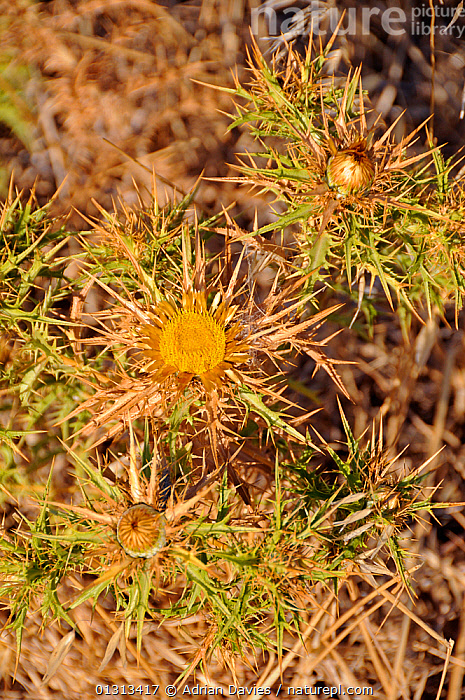 Stock photo of Flat-Topped Carline Thistle: (Carlina corymbus sp ...