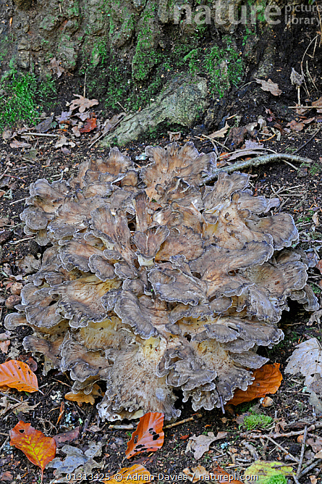 Stock photo of Hen of the Woods Fungus (Grifola frondosa) growing at ...