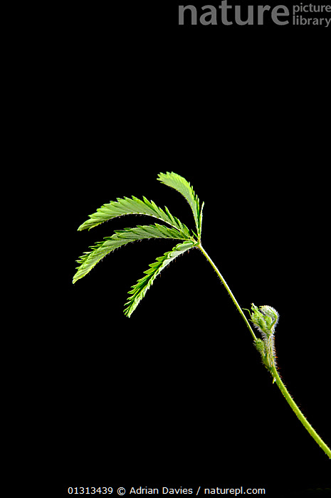 Stock photo of Sensitive Plant (Mimosa pudica) showing leaf collapse ...