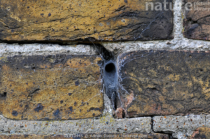 Stock photo of Tube Web Spider (Segestria florentina) web built in ...
