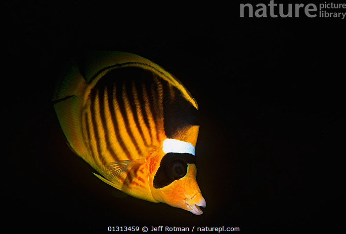 Stock photo of Striped butterflyfish (Chaetodon fasciatus) Sinai ...