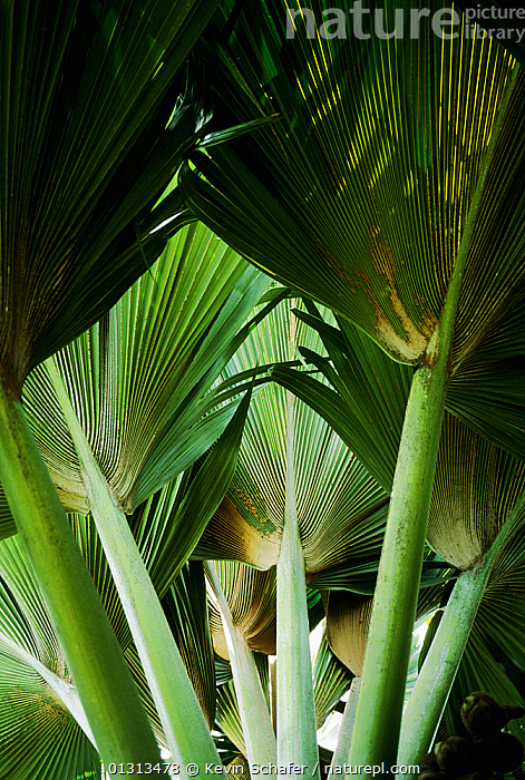 Stock photo of Leaves of the Coco-de-Mer palm tree (Lodoicea maldivica ...