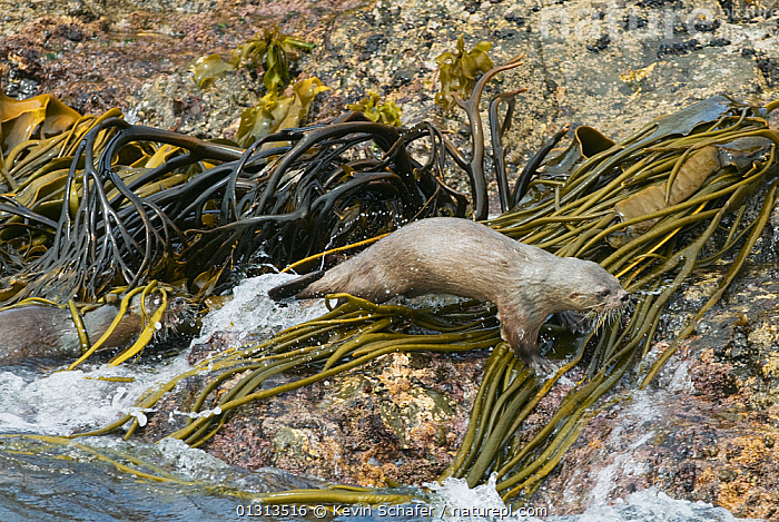 Stock photo of Female Marine otter (Lontra felina) chasing away another ...