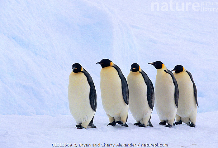 Winter Penguins In A Row Colonies Of Emperor Penguins Wiped Out As Ice