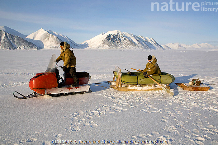 Stock photo of Yupik Eskimo hunters travelling to the floe edge by ...
