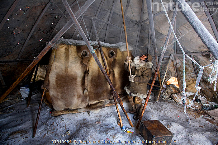 Stock photo of Chukchi woman removing frost from her tent. Chukotskiy ...