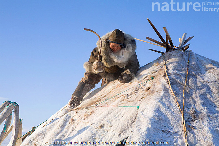 Stock photo of Chukchi woman scraping snow from top of her tent at a ...