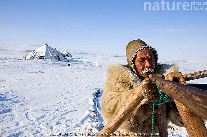 Stock photo of Chukchi reindeer herder erecting frame of a Yaranga ...