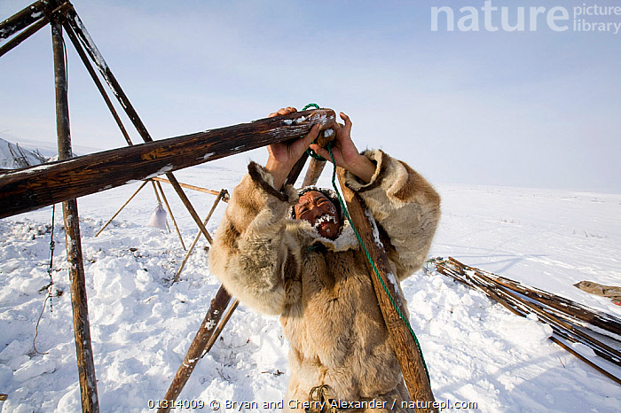 Stock photo of Chukchi reindeer herder erecting frame of a Yaranga ...
