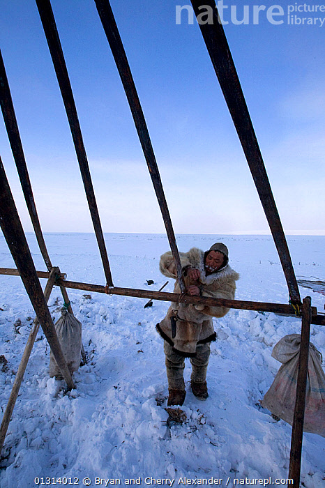 Stock photo of Chukchi reindeer herder erecting frame of a Yaranga ...