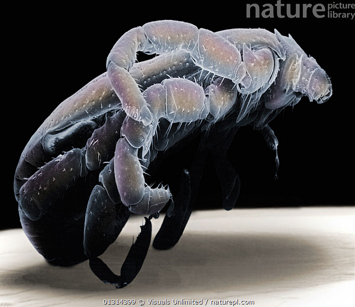 Dermacentor Variabilis Microscope