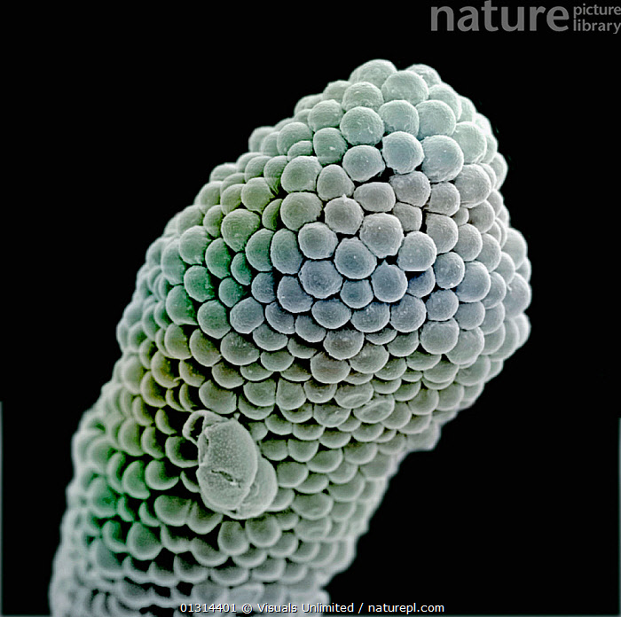 Stock photo of Scanning electron microscope image of stigma (Penta ...