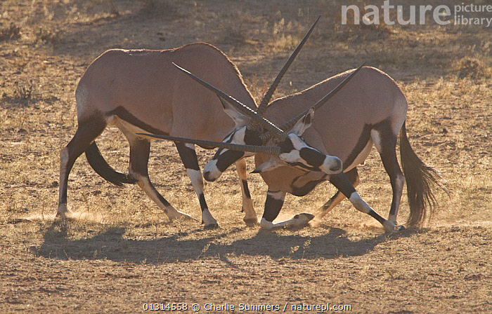 Stock photo of Two Gemsboks (Oryx gazella) fighting, Kgalagadi TB Park ...