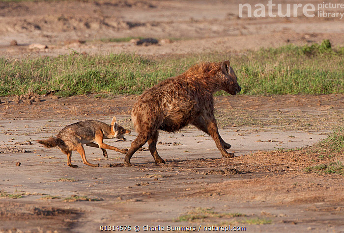 Stock photo of Golden Jackal (Canis aureus) female chasing a Spotted ...