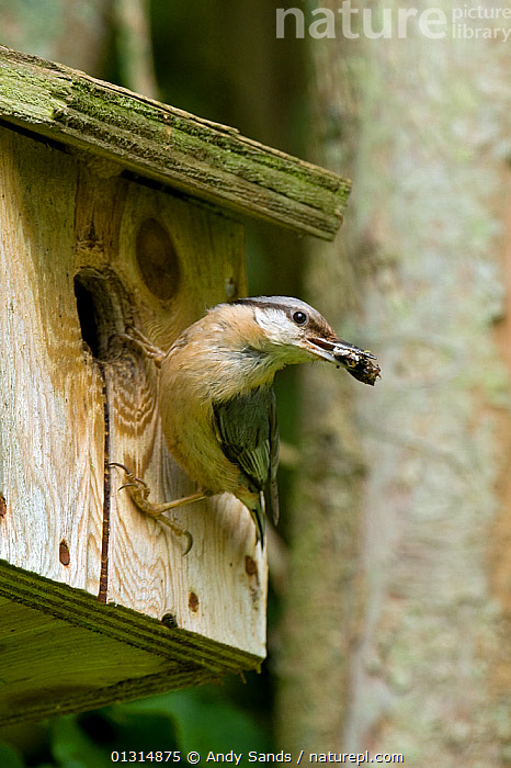 Stock photo of Nuthatch (Sitta europaea) At nest box, with insect prey ...