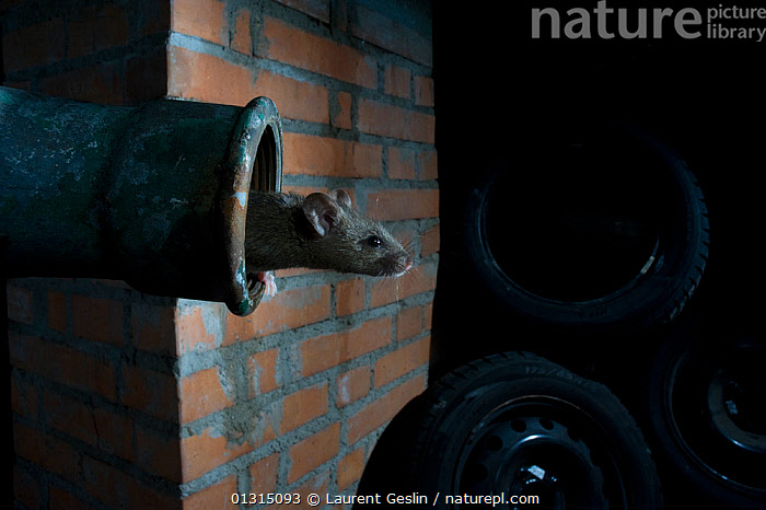 Stock photo of House mouse (Mus musculus) emerging from pipe in garage ...