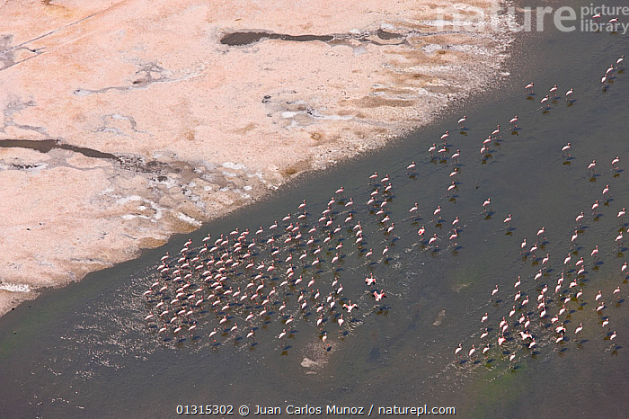 Stock photo of Aerial view of flock of Lesser Flamingos (Phoeniconaias ...