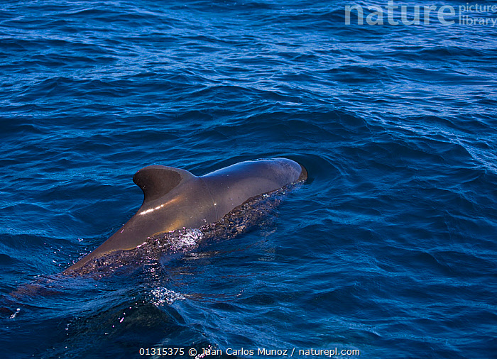 Stock photo of Long finned pilot whale (Globicephala melas) off Costa ...