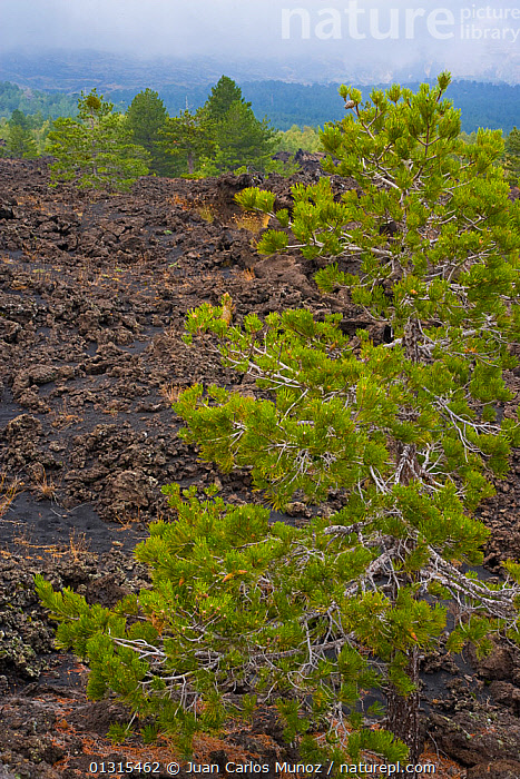 Stock photo of Young Pine (Pinus sp) tree in lava flow, Mount Etna ...