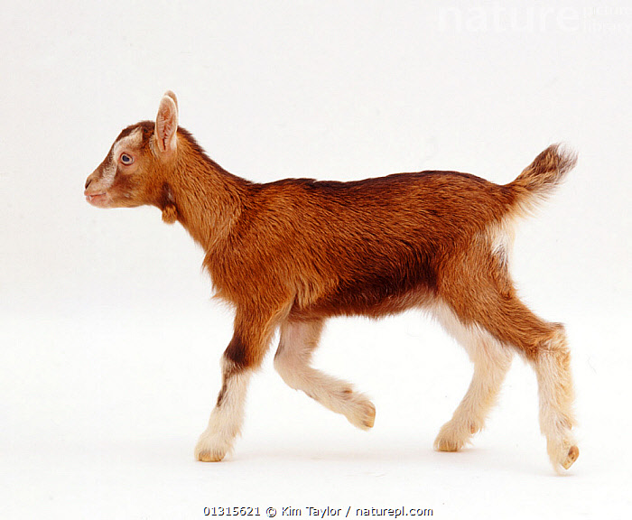 Stock photo of Pygmy x Toggenburg goat kid running.. Available for sale ...
