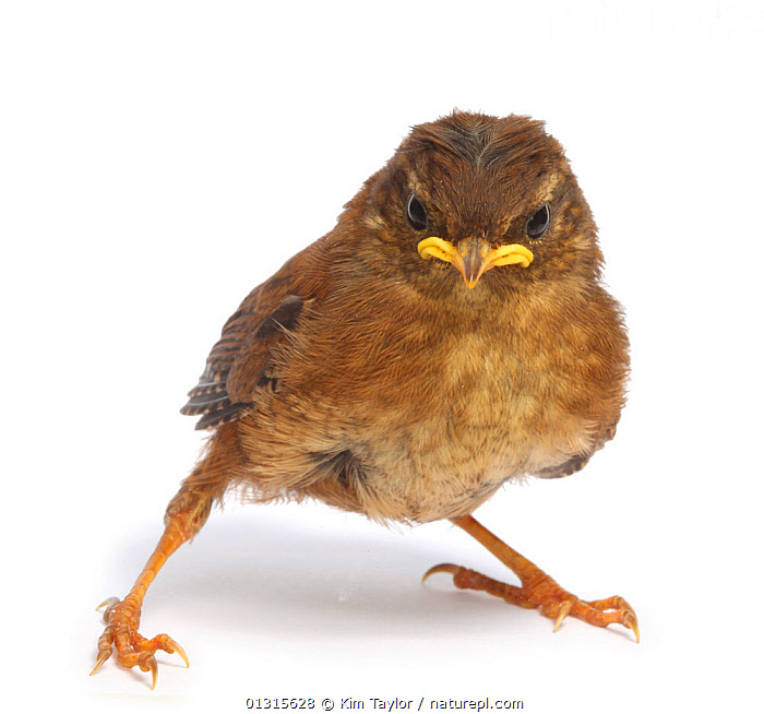 Stock photo of Common Wren (Troglodytes troglodytes) portrait of ...