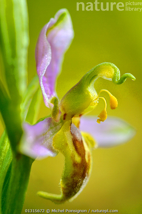 Stock photo of Bee orchid (Ophrys apifera) variant Trollii flower ...